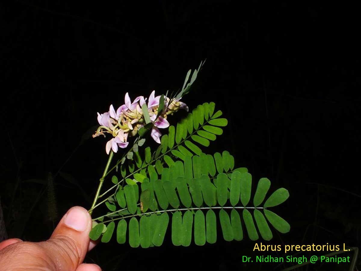 Medicinal Plants: Abrus precatorius, Coral, Gunja, Guruvinda, Gundumani ...