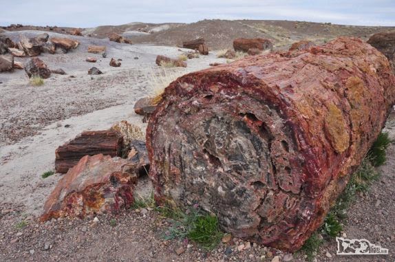 GIRO TOTAL: ÁRVORES PETRIFICADAS