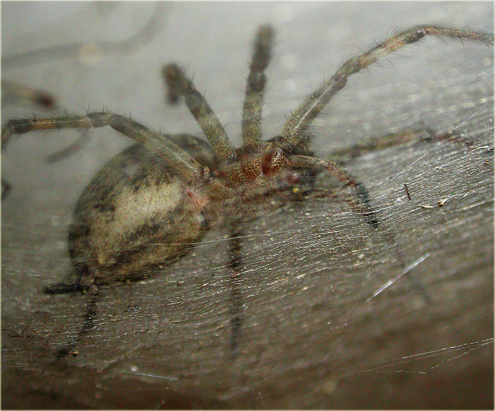 Arachnerds: Labyrinth Spider - Agelena labyrinthica