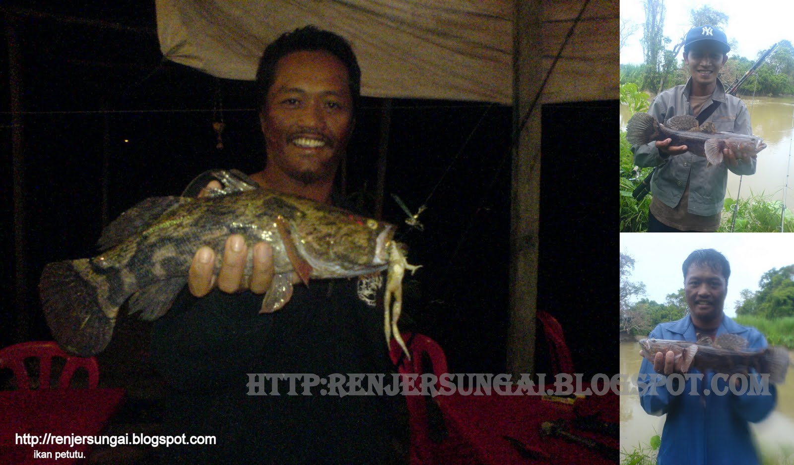 Renjer Sungai: INFO TENTANG IKAN KETUTU/IKAN UBI