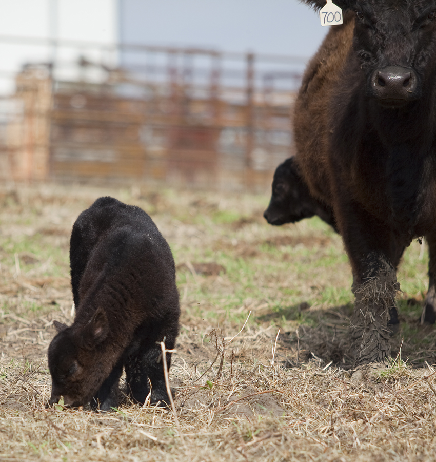 RCC Blog: 5 pictures - 3 calves - Different types of cows - GOOD BIM calves