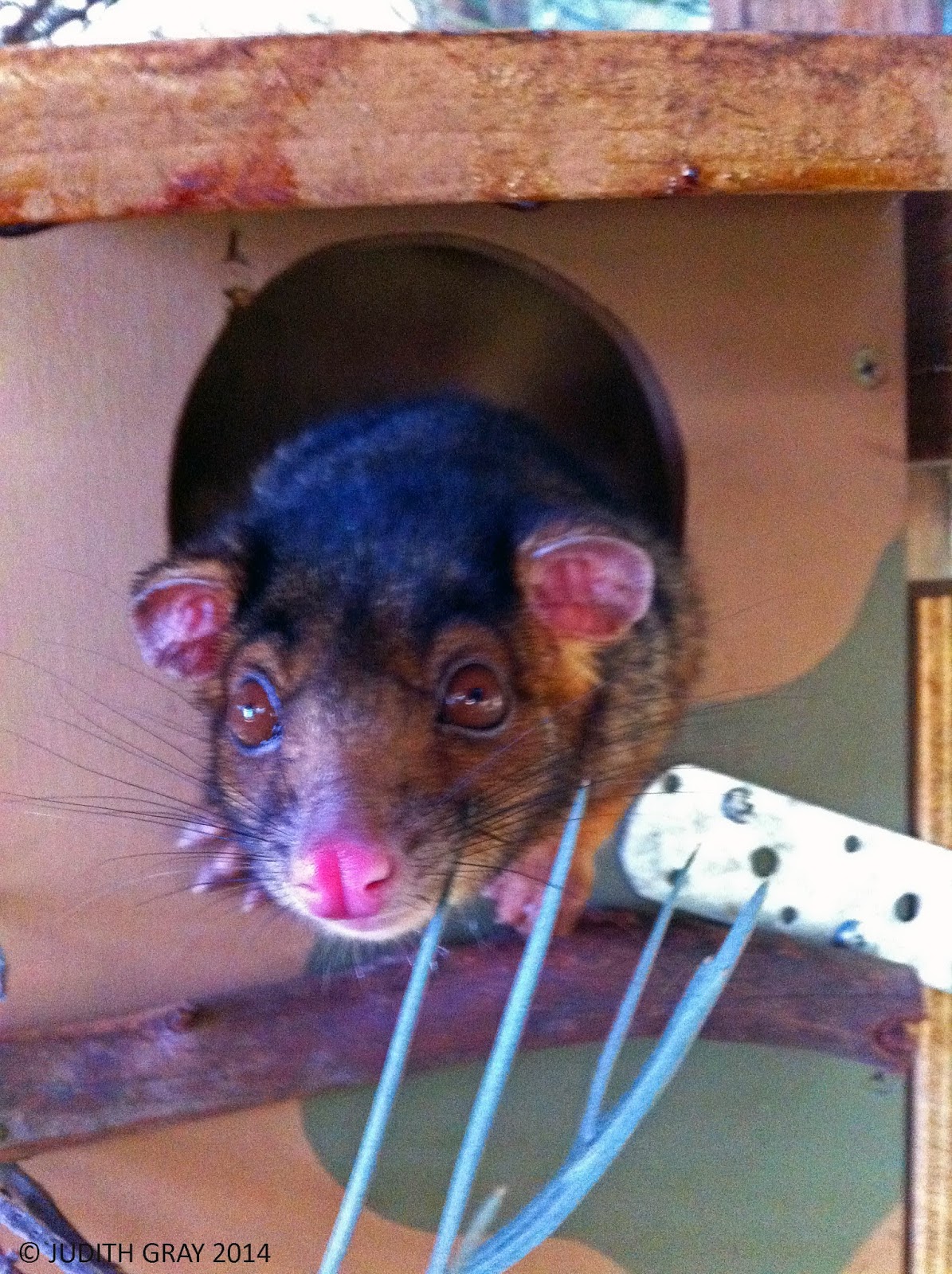 Drey's of the Common Ringtail Possum