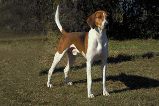 BRANDYKEGS: Virginia State Dog - American Foxhound