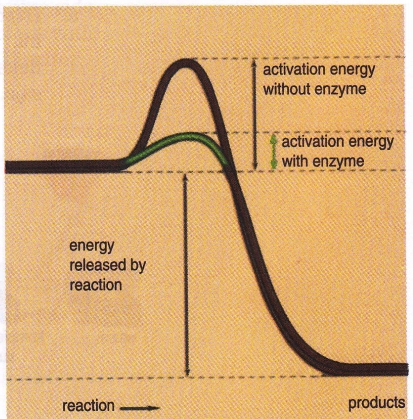 The Structure of Enzyme ~ New Science Biology