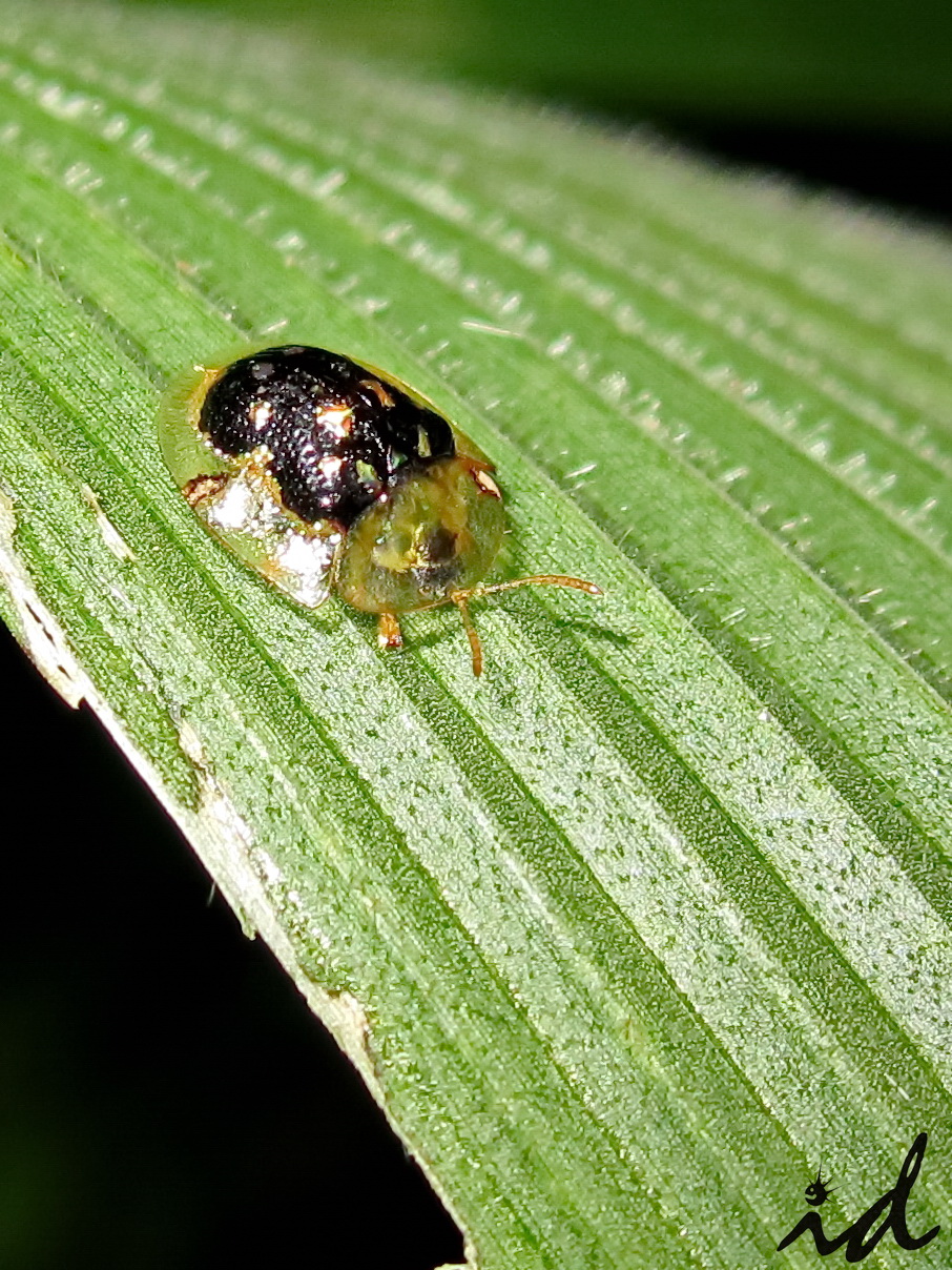 Indonesian Bugs & Others: Tortoise Beetle (Deloyala guttata) from Dago Pakar