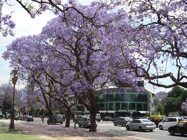 November in Buenos Aires, Jacaranda trees in bloom | My Buenos Aires ...