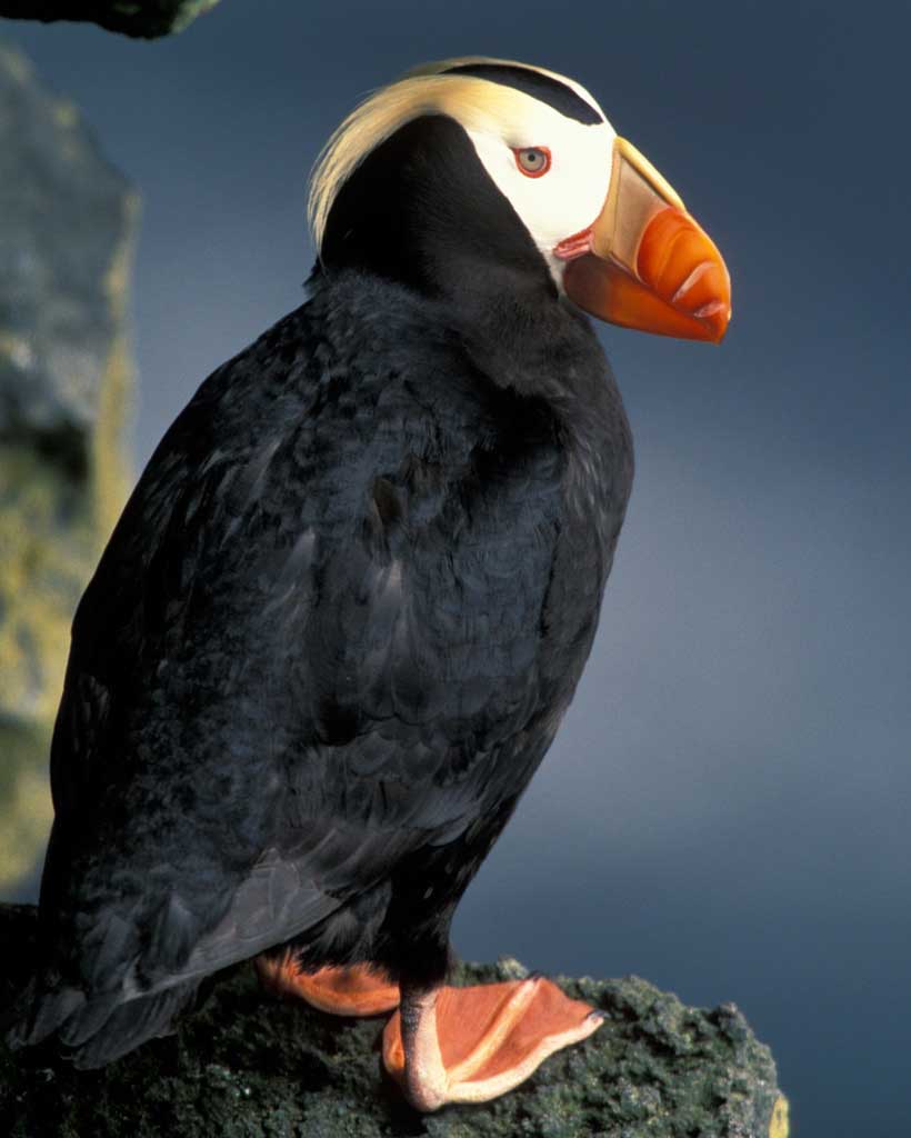 Darwin killed God: Everything you always wanted to know about the ...