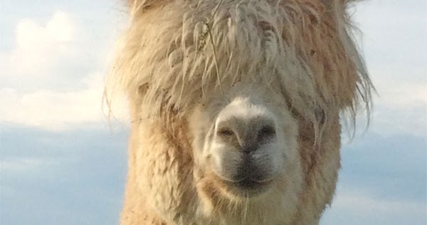 Alpaka Farm Nieplitzhof: Alpaka Frisur