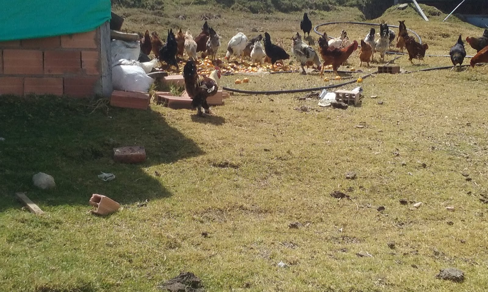 POLLO CAMPESINO AUTOCTONO ANDINO: FOTO GALERIA