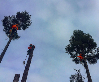 Signature Tree Service