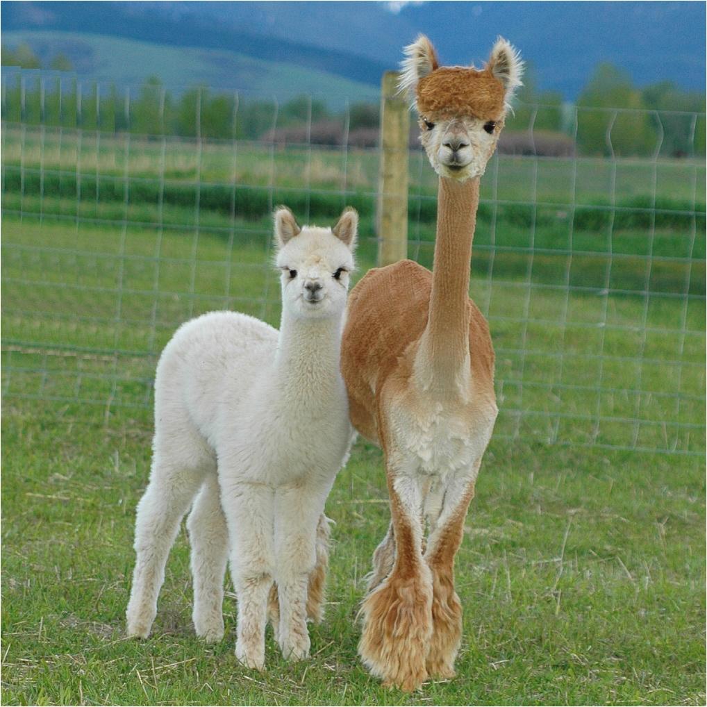 Alpaca Overview: But its for free!