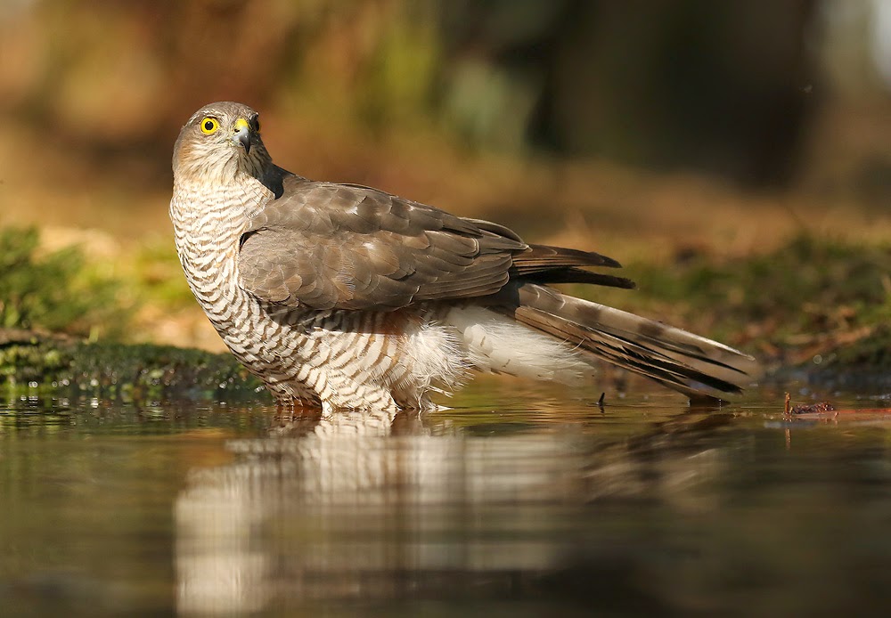 Glenn Vermeersch Natuurfotografie