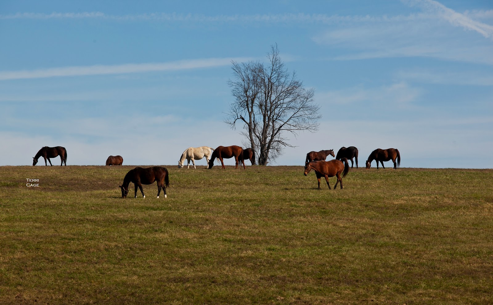 Past the Grandstand: Recent Remarkable Broodmares