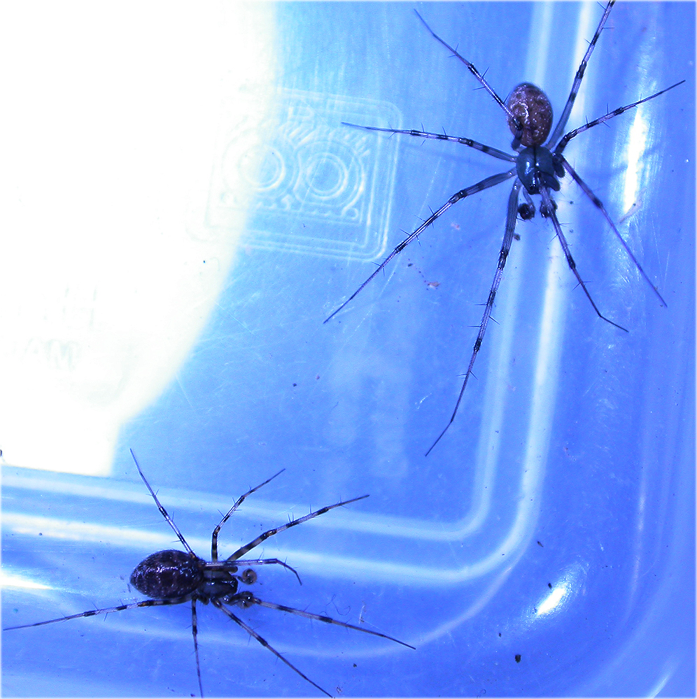 Arachnerds: Money Spiders - Linyphiidae