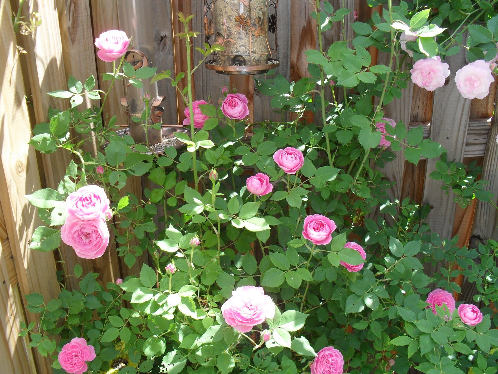 Townhouse Garden: Bourbon Roses