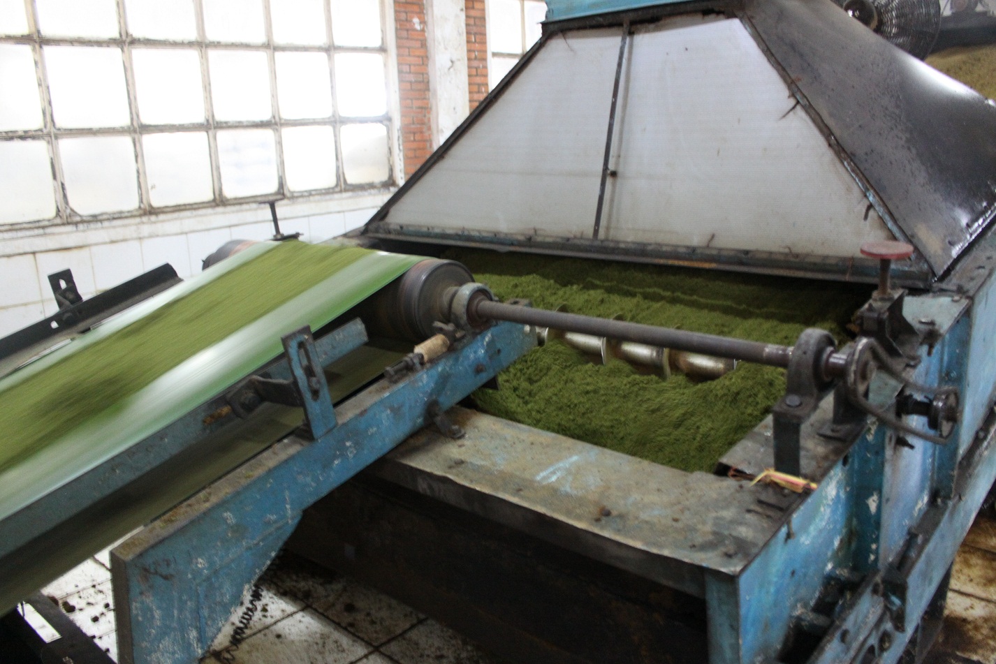 BANDUNG: Mengintip Proses Pengolahan Teh