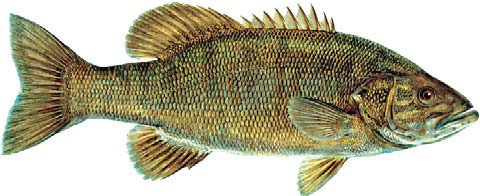 Adirondack Diver: Common Freshwater Fish in New York Part 1