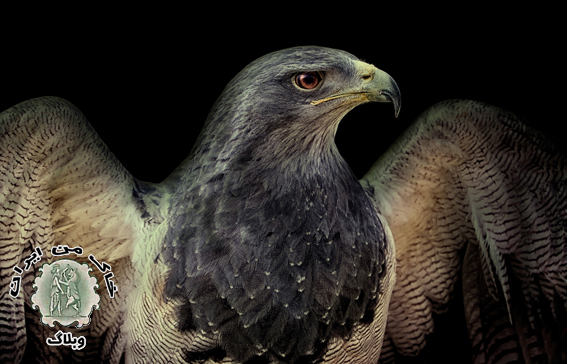 Khake Man Iran: شاهین ایرانی