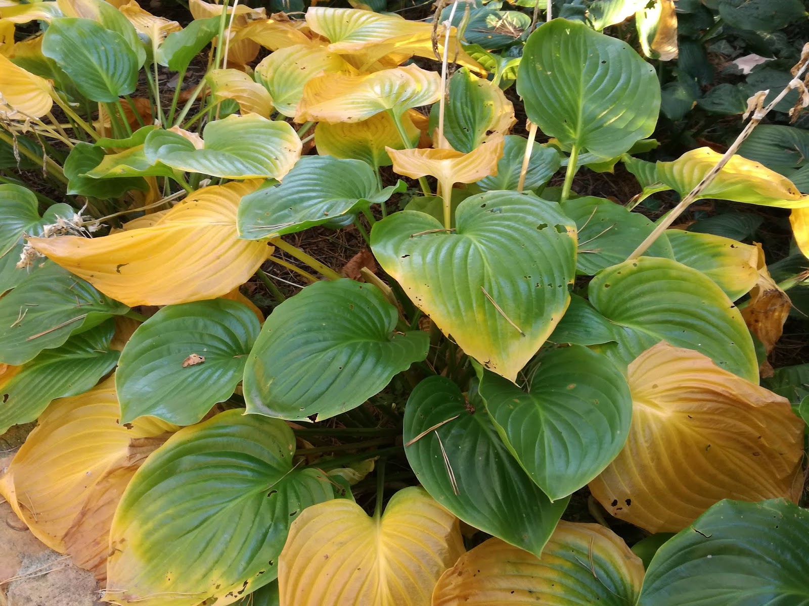 Ogród Tamaryszka: HOSTY - ROŚLINY DO CIENIA