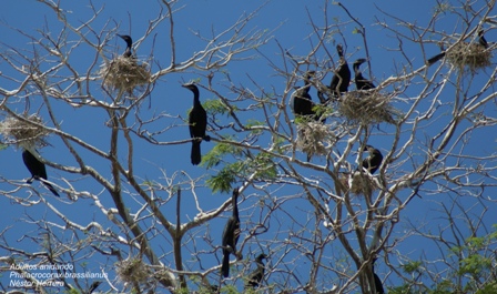 Caza y tiro con aire: Cormorán o Pato Chancho ( Phalacrocorax Brasilianus)