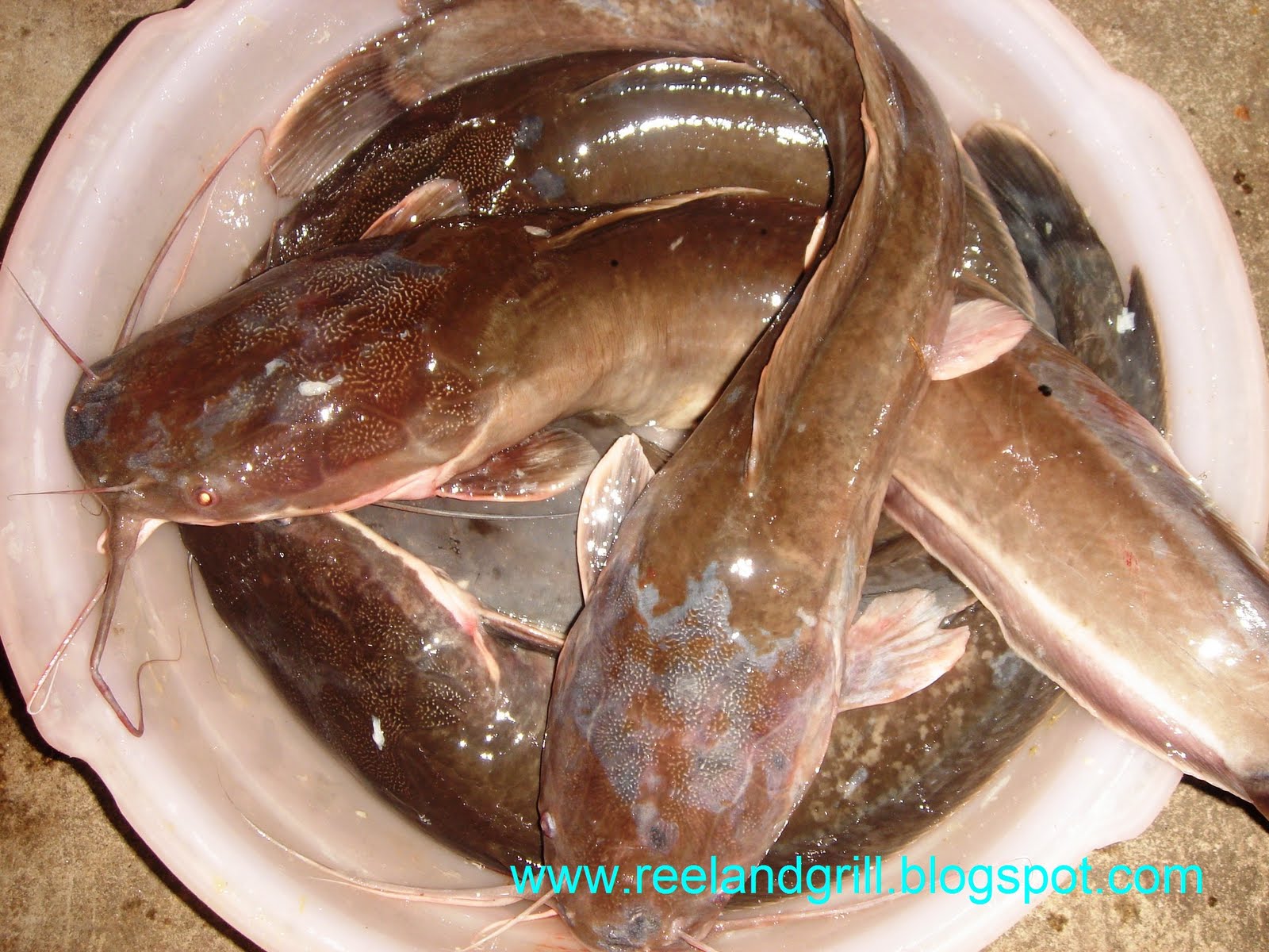 Philippine Catfish