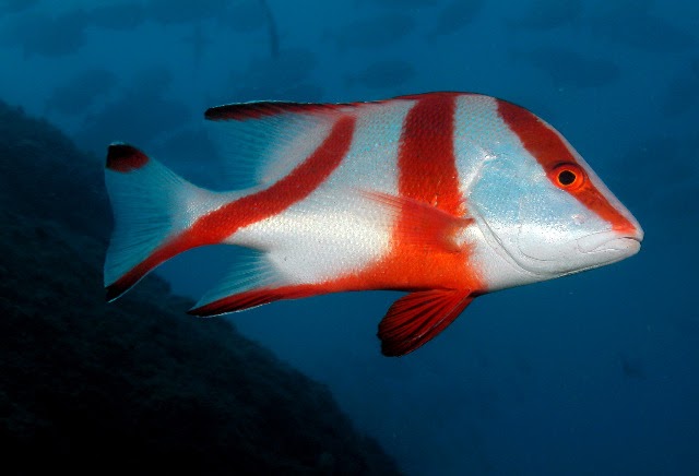Emperor Red Snapper ~ planetanimalzone