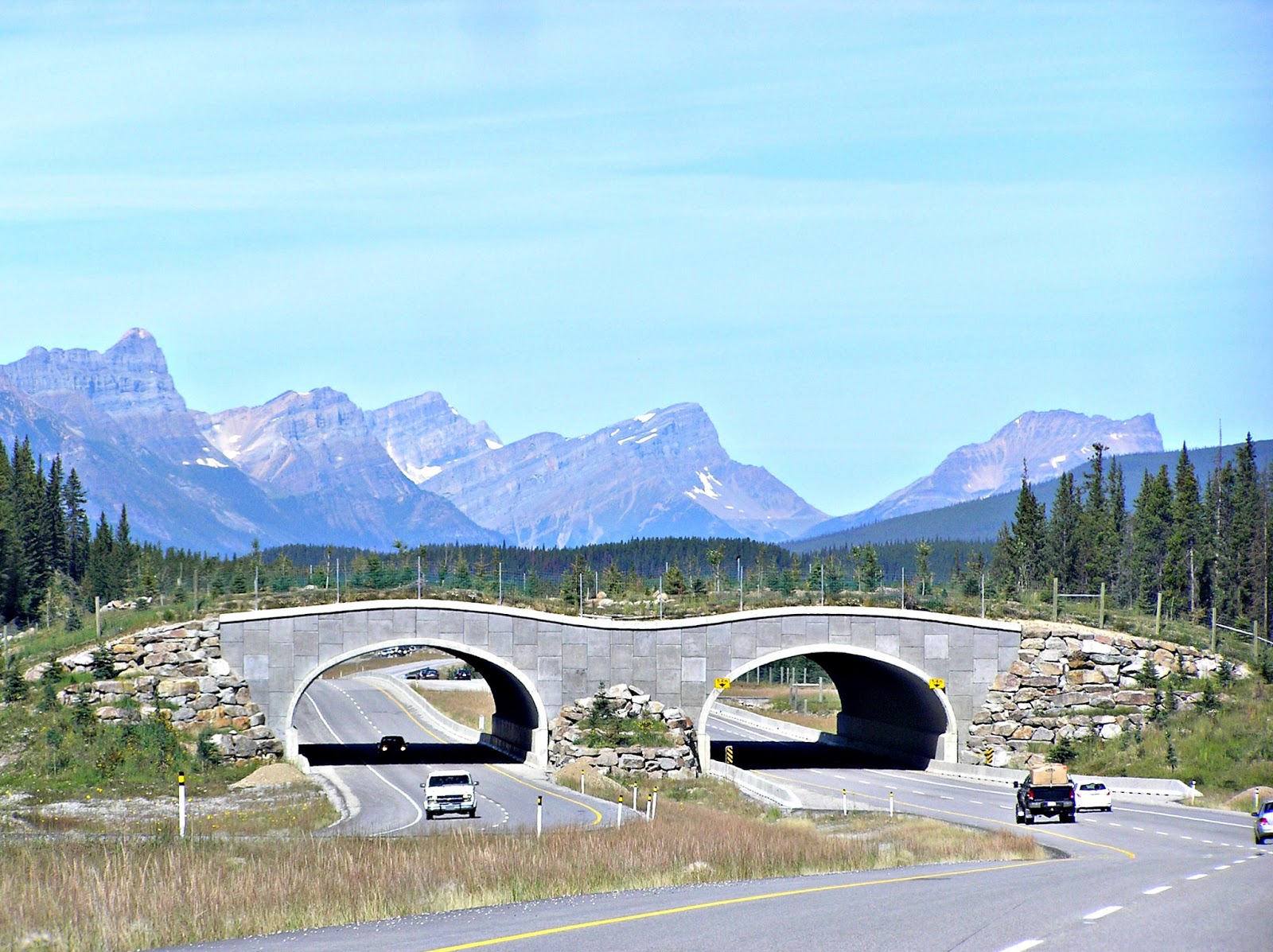 Splendid Little Stars: Animal Bridge