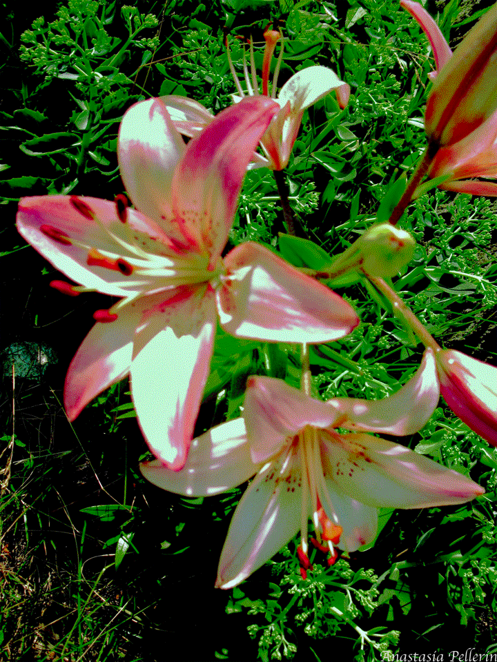 Art Music Flower Delivery art-music-flower-delivery