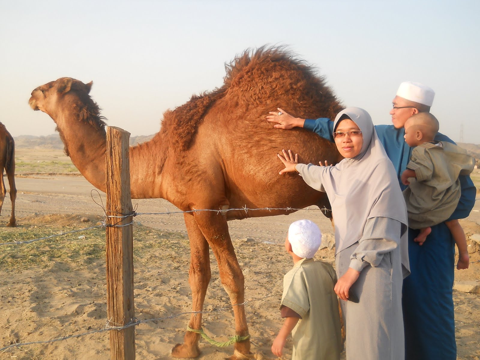 hana home: ladang unta