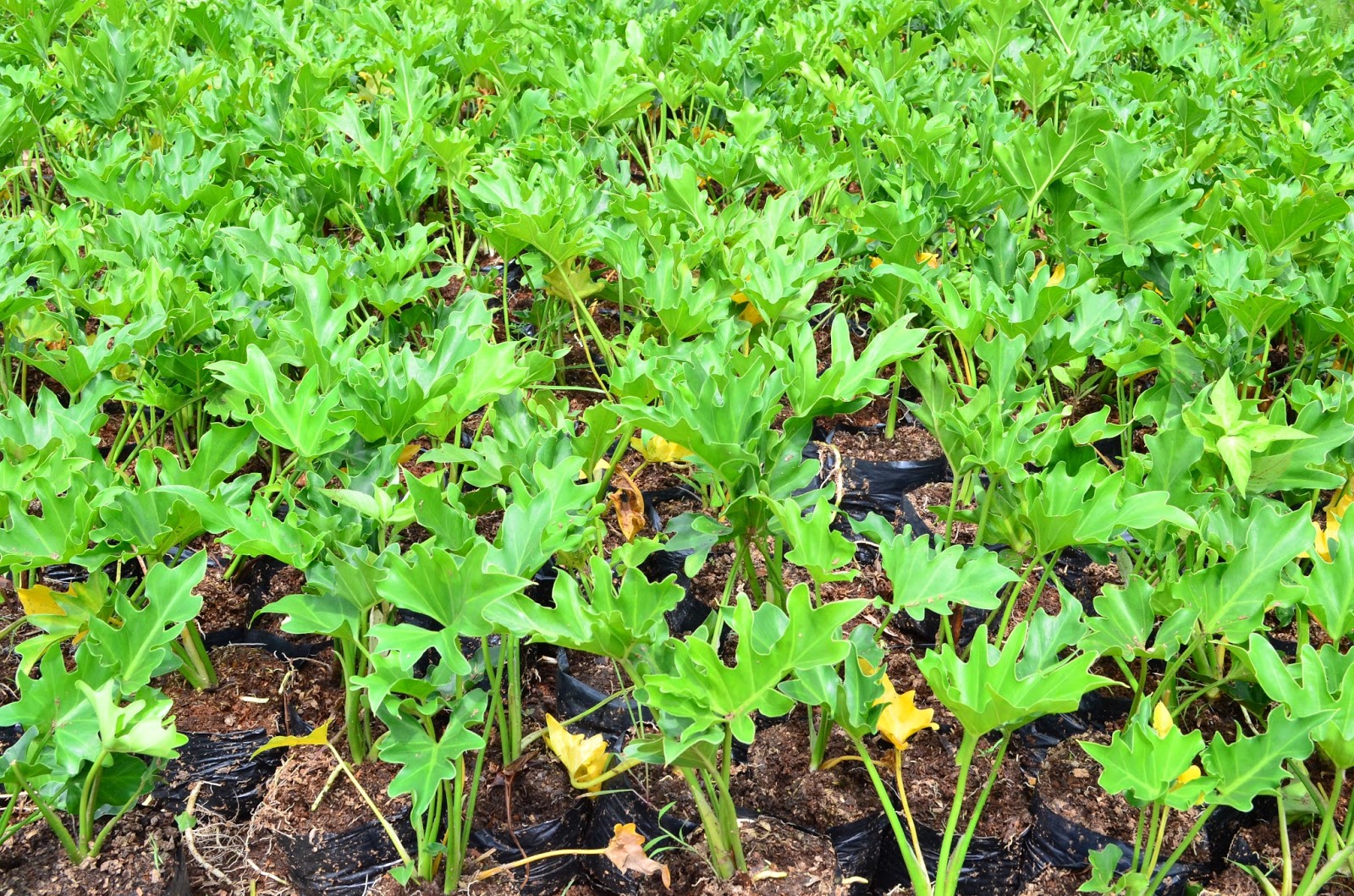 Mekar Jaya Flora: Pilo Dendrum