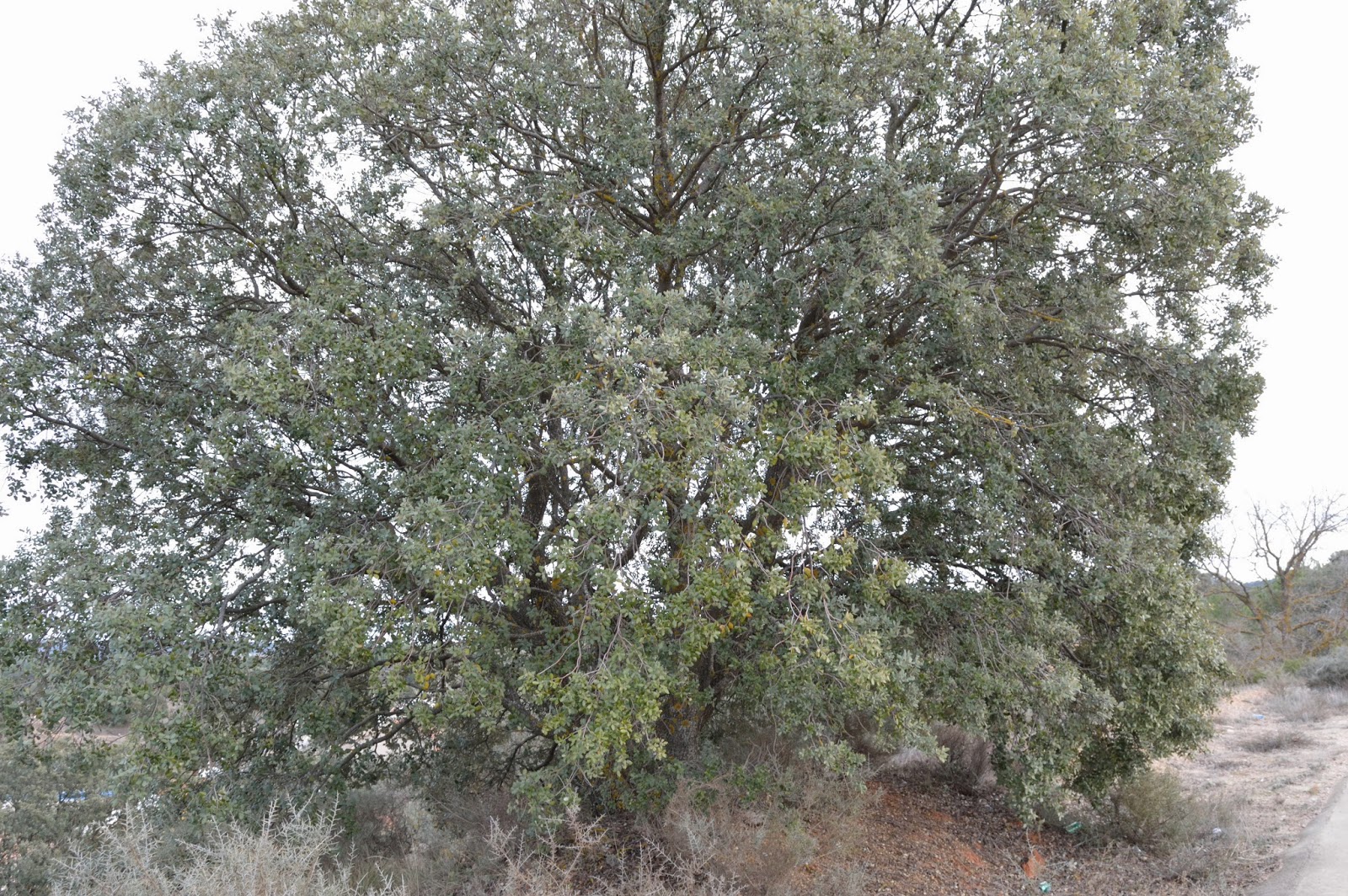 BLOG DE LA CIERVA ANTONIA: Encina o Carrasca (Quercus ilex)