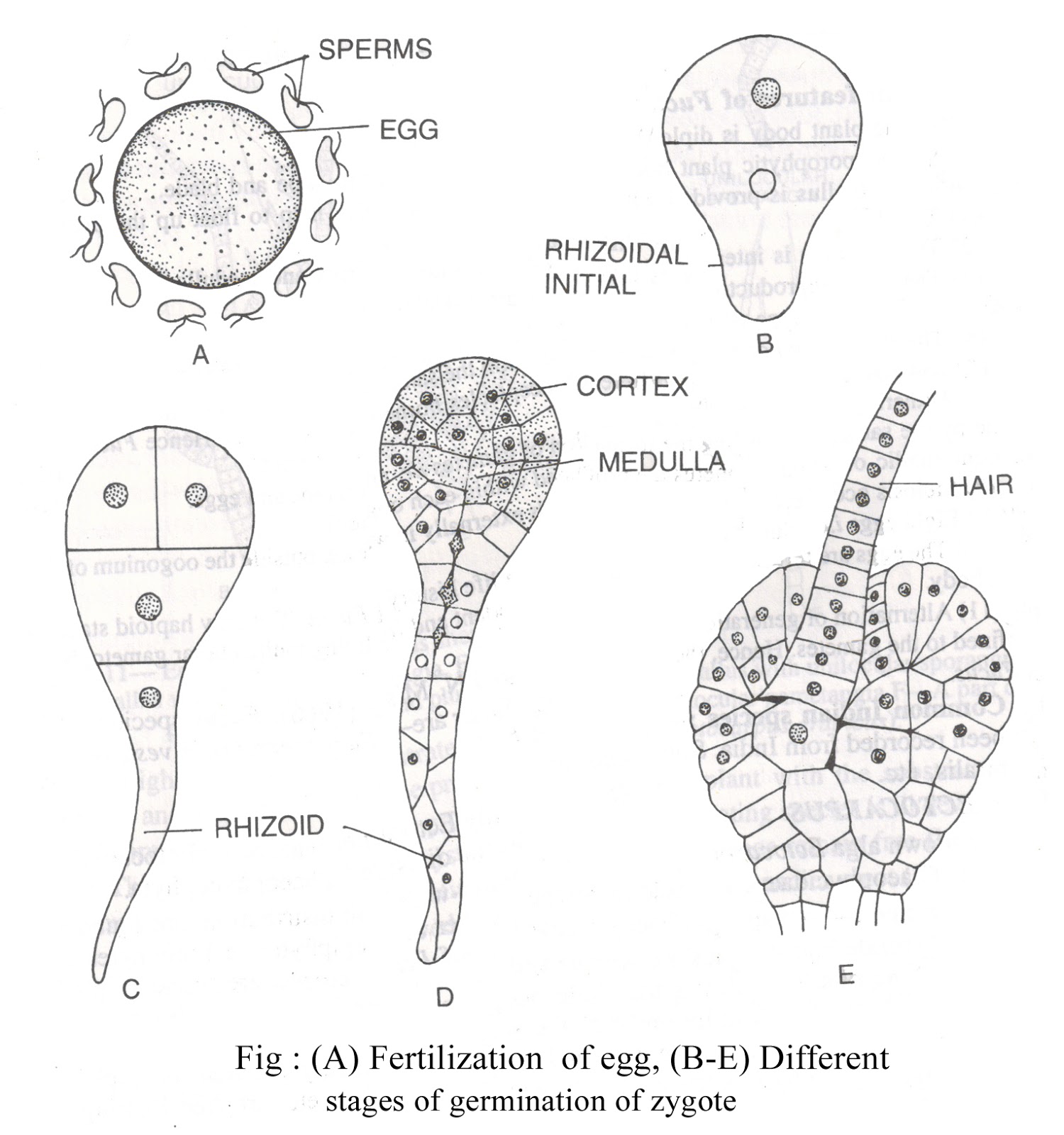 FUCUS - STRUCTURE OF VEGETATIVE BODY AND REPRODUCTION