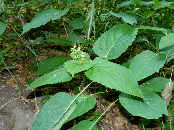 Our Green Neighbors: Stone Root (Collinsonia canadensis)