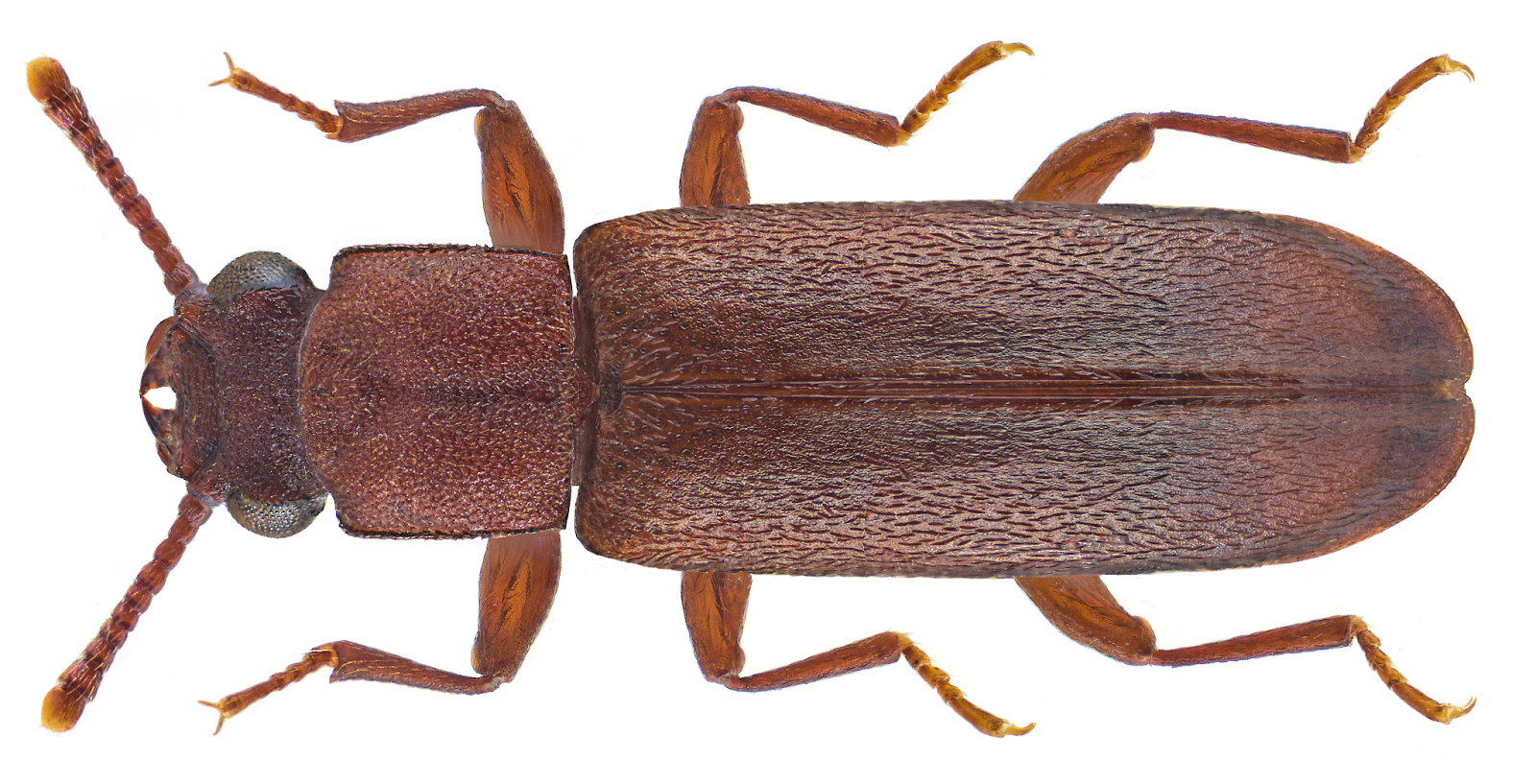 Catalogue of Organisms: Powder-post Beetles: Got Wood?