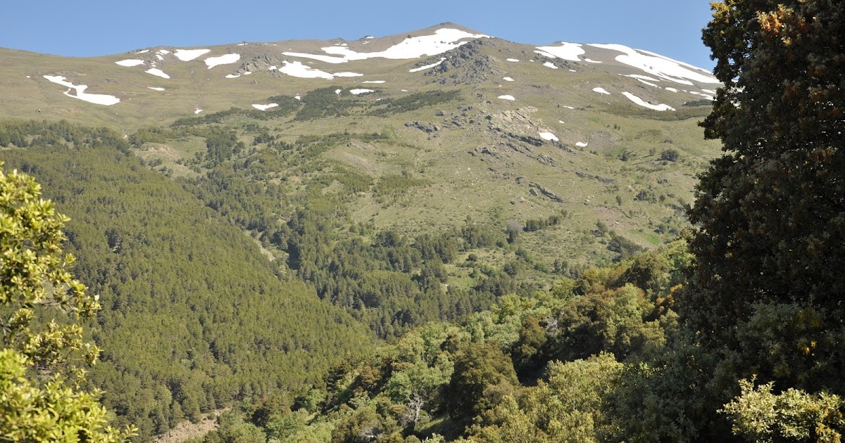 El Blog de Ignacio Henares: Puente Palo, un pulmón alpujarreño