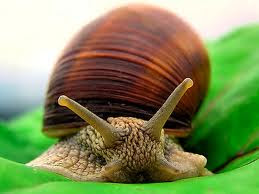 DST DAN BAHASA: Menganalisis haiwan dan bahagian tubuh haiwan