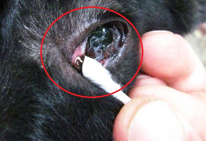 Thelazia callipaeda nematodes in Dogs treatment
