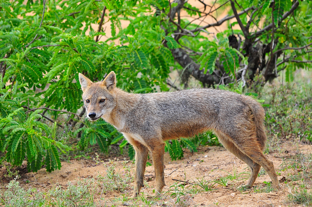 The Life Journey in Photography: Fox at Yala National Park, Sri Lanka