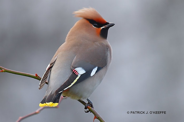 Raw Birds: Birds of Scandinavia