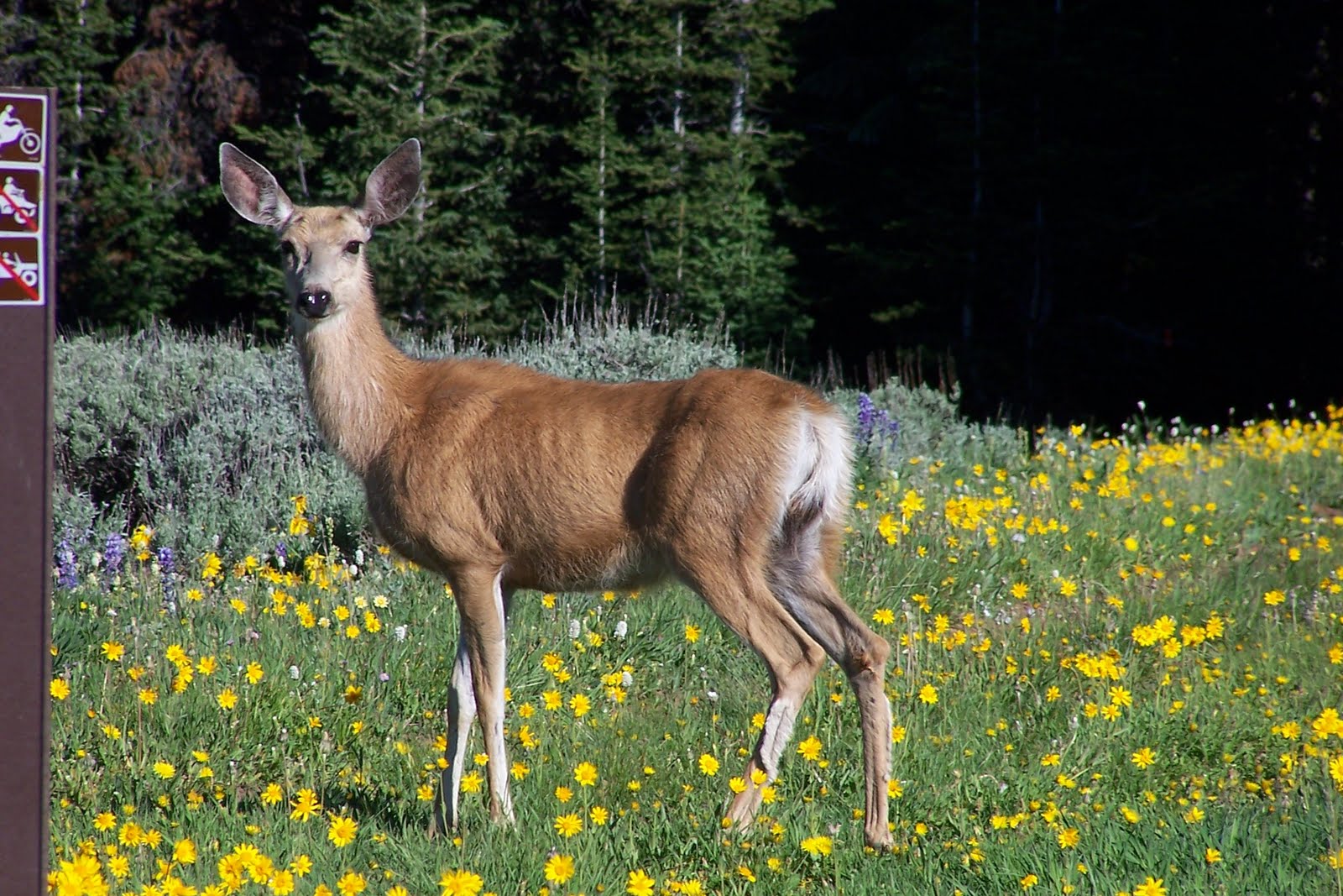 The Casper Cousins: The Wildlife and Flowers of the Wyoming Big Horn ...