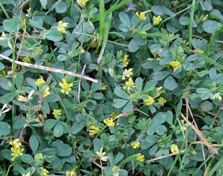 Lesser Trefoil ~ Identify Lawn Weeds