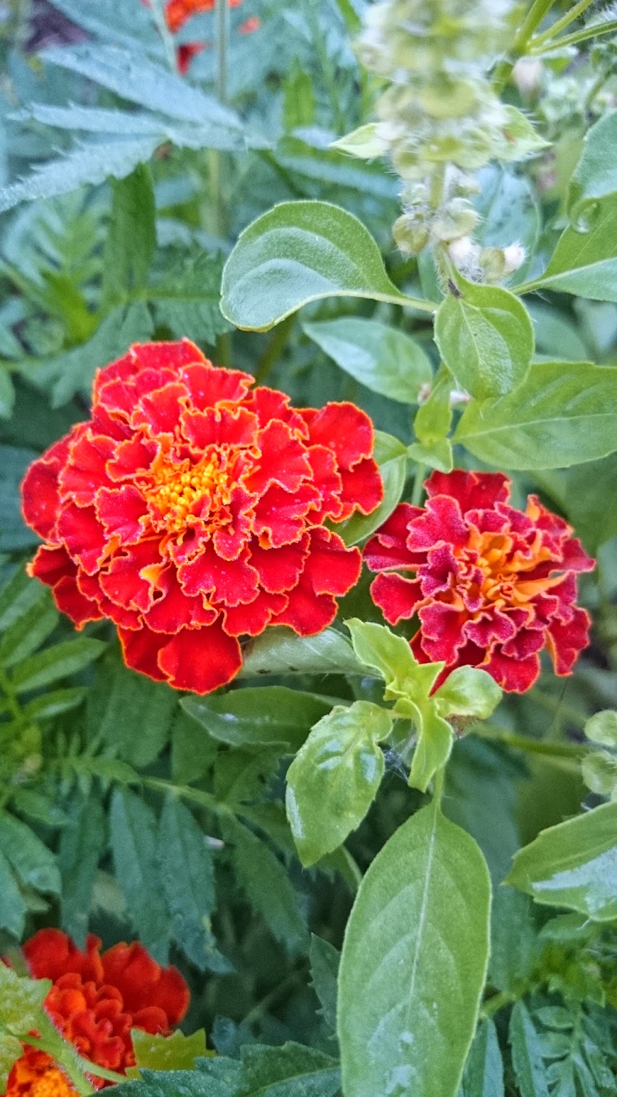 BUNGA-BUNGAAN DI KEBUN BELAKANG RUMAH - Rangkuman Cara Bertanam Lengkap