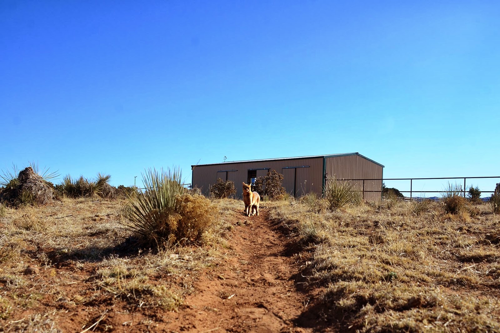 The 7MSN Ranch: The mighty hunter is a scaredy cat