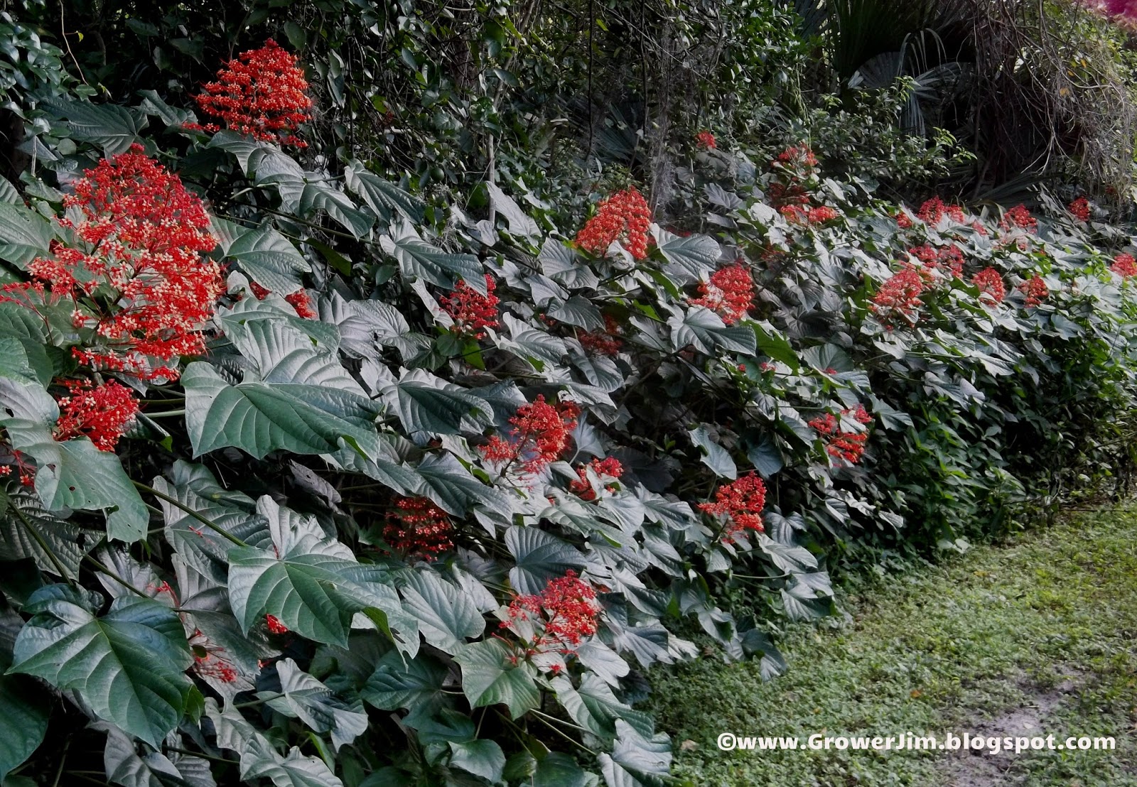 Garden Adventures: Clerodendrum paniculatum (Pagoda Flower)