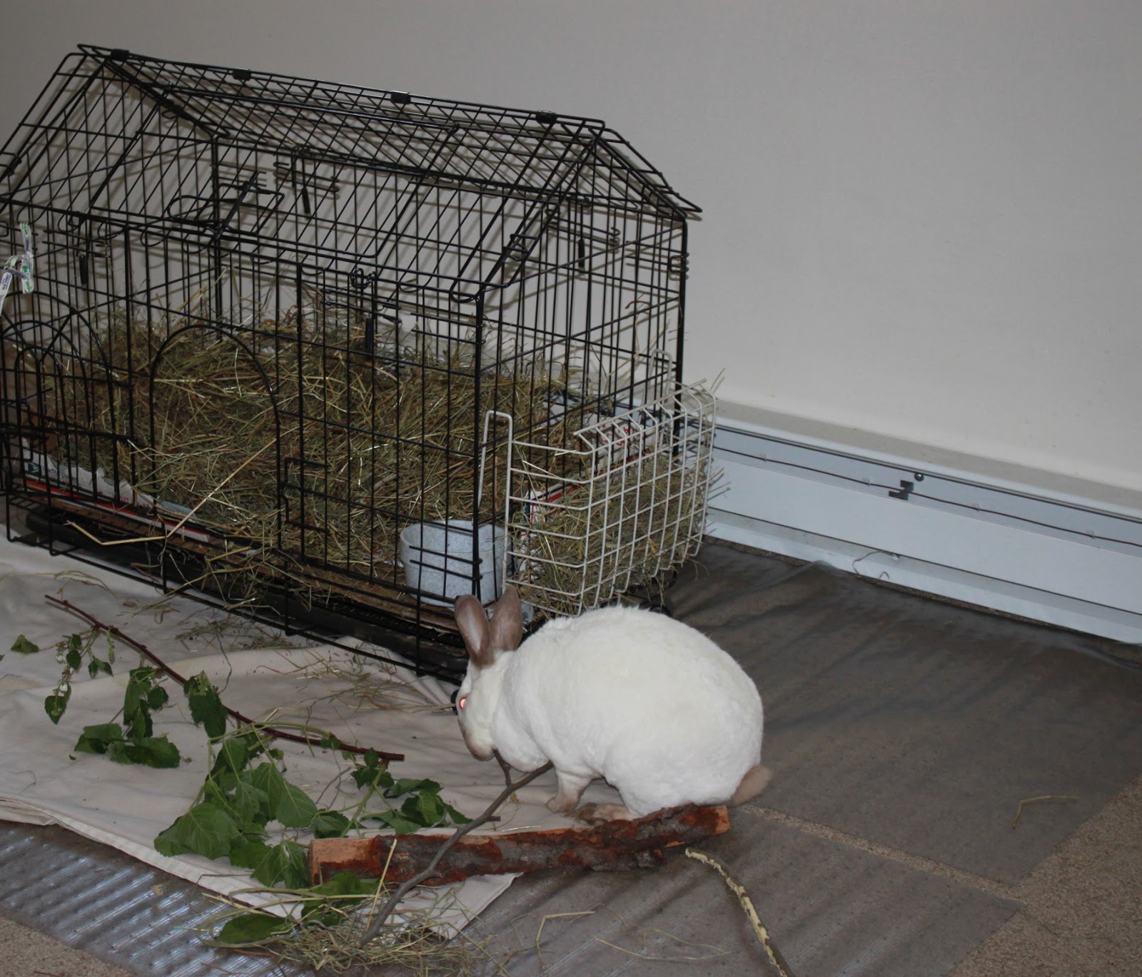 Reflections of katlupe: Cleaning My House Rabbit's Cage