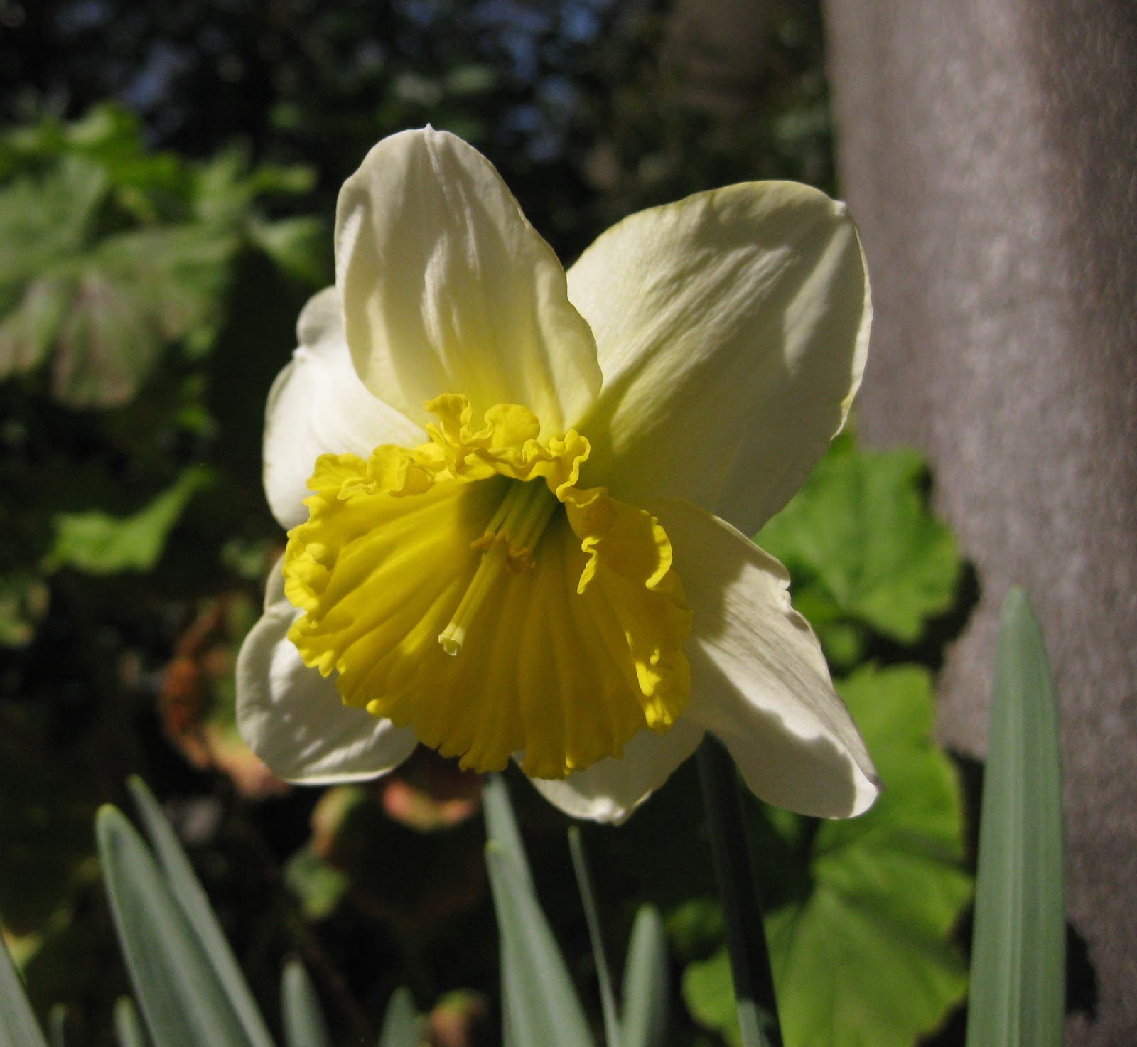 Growing A Garden In Davis: Blue Daffodil