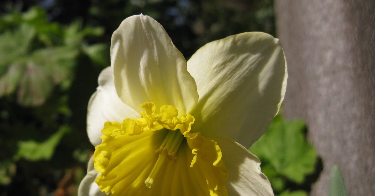 Growing A Garden In Davis: Blue Daffodil