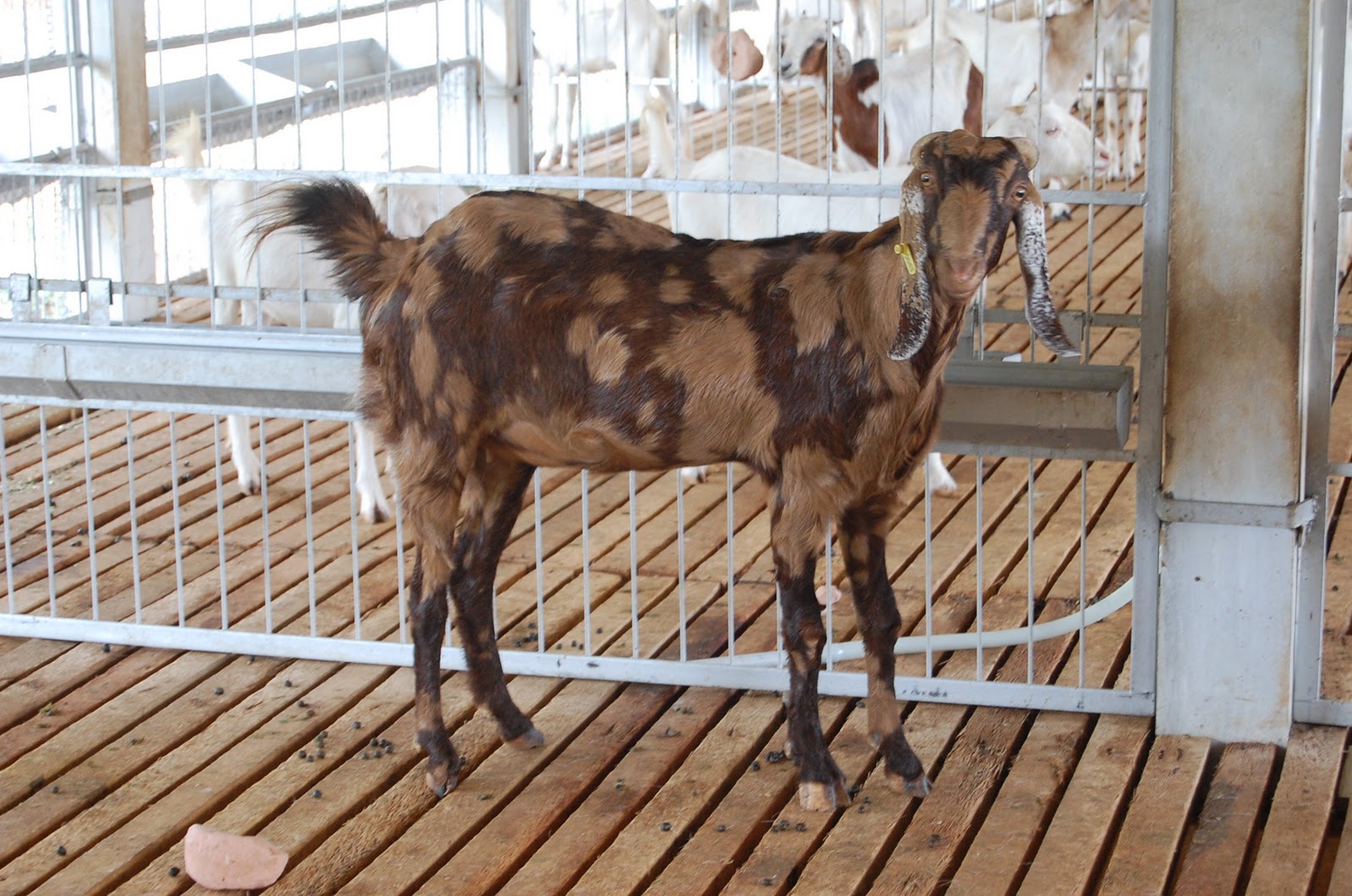 veeravasu goat farm: VEERA GOAT FORM