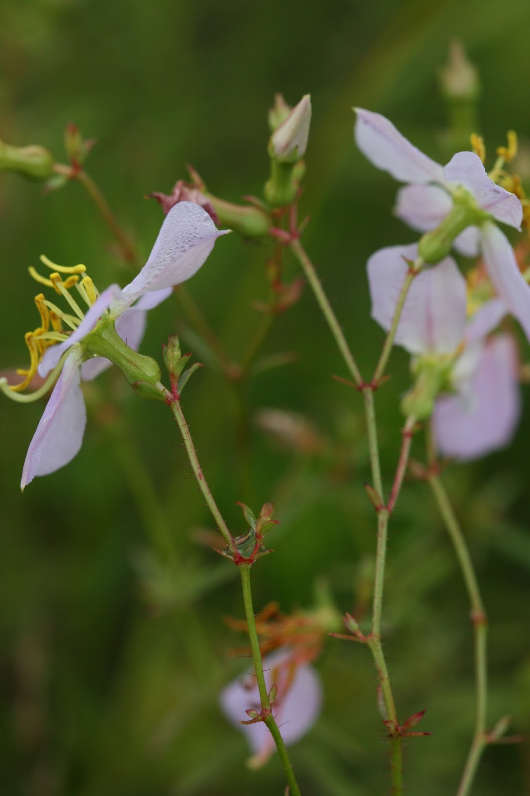 Native Florida Wildflowers: Pale Meadowbeauty - Rhexia mariana