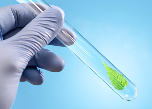 Moringa's Role In Treatment Of HIV and AIDS - General Health Tips ...